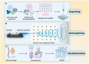 tendon tissue engineering