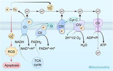oxidative phosphorylation ocr a level