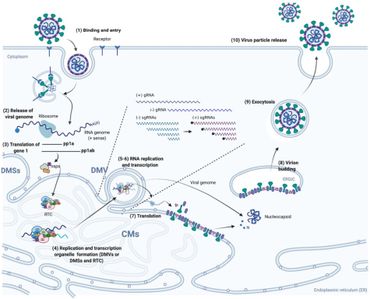 plant virus replication ppt
