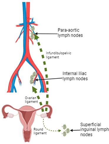 lymph node diagram groin