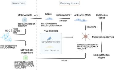 melanocytes shape and function