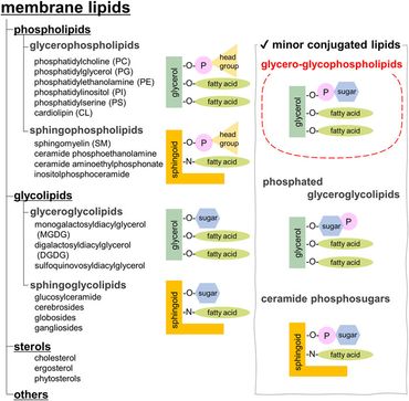 sphingoglycolipids