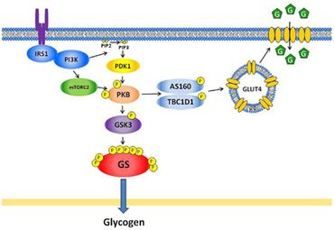 insulin decrease glycogen synthesis