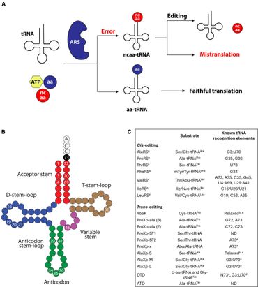 trna features