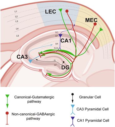 hippocampus function simple