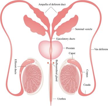 seminal vesicle structure and function