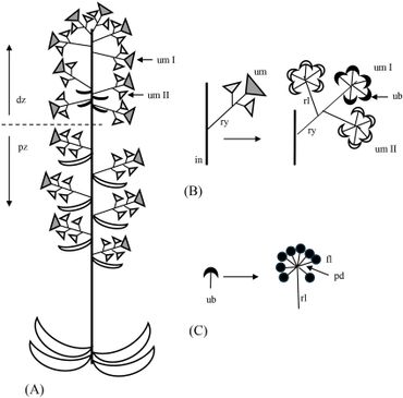 umbel inflorescence comments