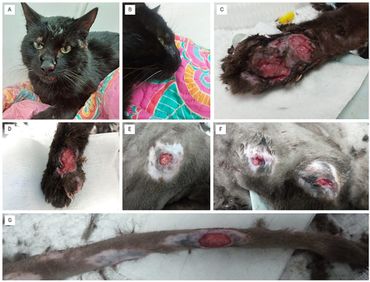 exfoliative dermatitis cat