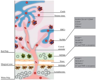 spleen function in immune system