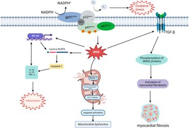 nadh oxidase function
