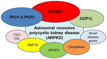 arpkd gene