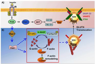 glut4 molecules