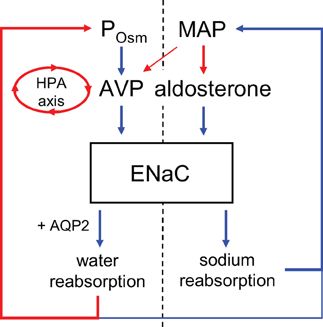 what does avp stand for