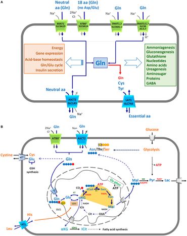 gluconeogenesis mitochondria