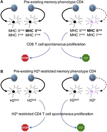 cell population proliferation