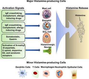 histamine structure numbering