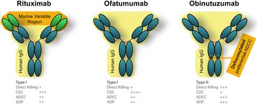 rituximab 3d structure