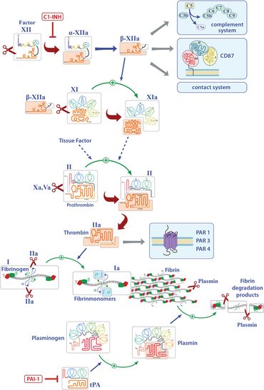 fibrinogen protein type
