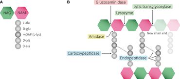 peptidoglycan synthesis microbe notes
