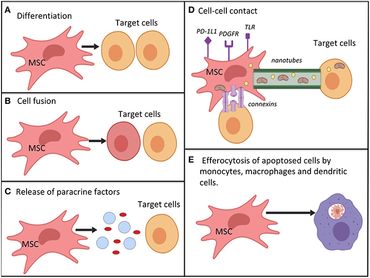 mesenchymal stem cells multipotent
