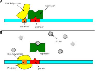 promoter dna function
