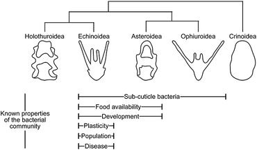 echinoderms diagram