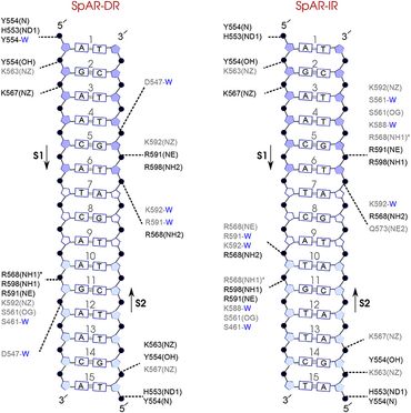 dimeric receptor configuration