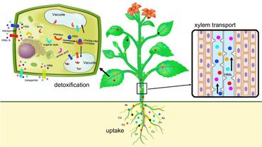 phytostabilization process