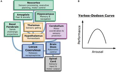 automatic processing cognitive psychology