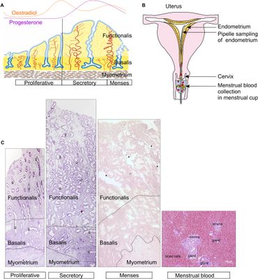 endometrial basalis