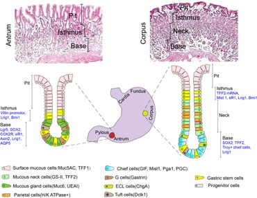 chief cells digestive system