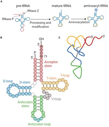 trna misacylation