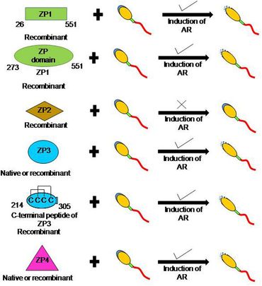 zona pellucida structure and function