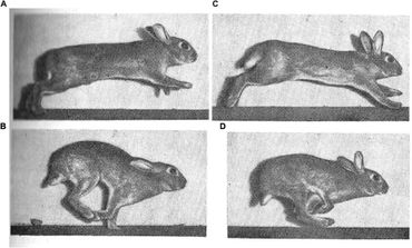 rabbit evolution tree