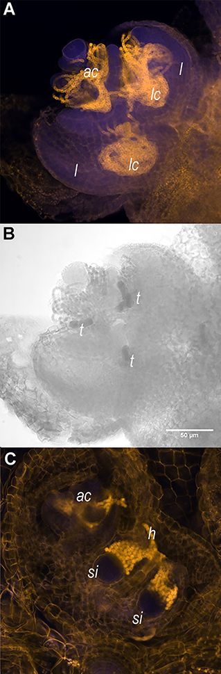 azolla under compound microscope
