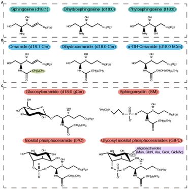 sphingomyelin general structure