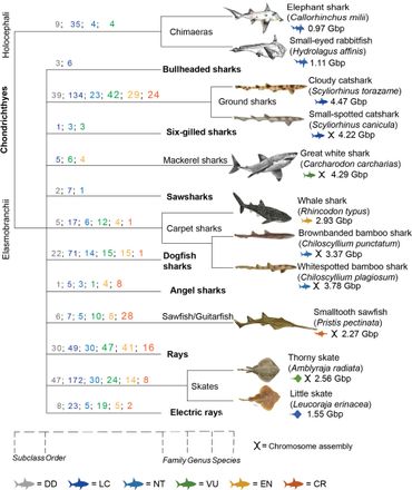 evolution tree shark incremental