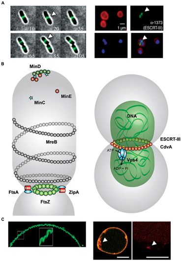 archaea cell division