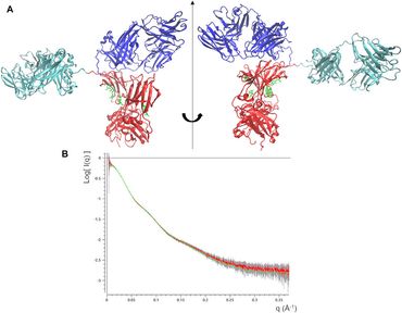 rituximab 3d structure
