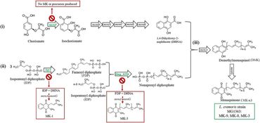 streptococcus cremoris untuk