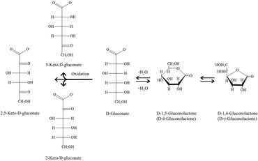 d gulose oxidation
