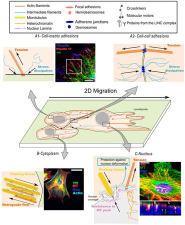 intermediate filaments examples