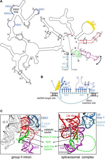 intron potential dna