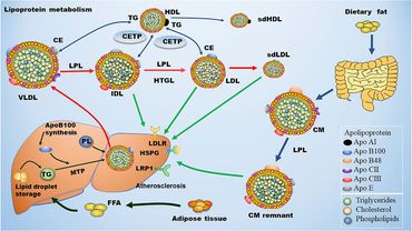vldl structure