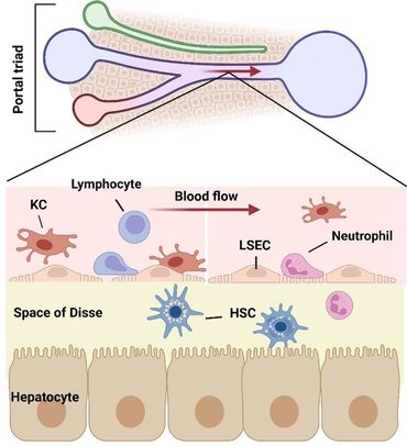 hepatocytes adaptations