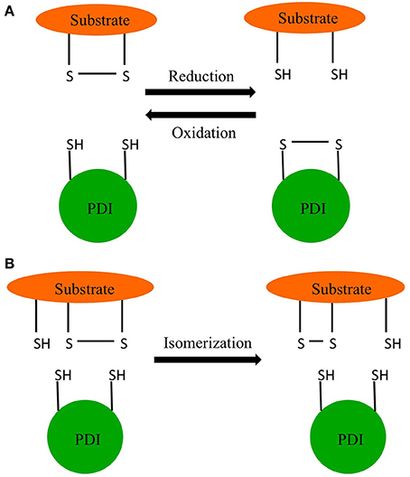 disulfide reduction