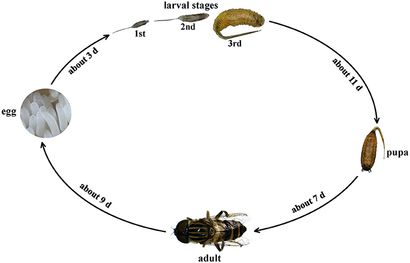 diptera life cycle