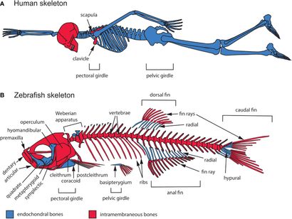 zebrafish diagram