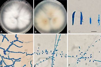 trichophyton structure
