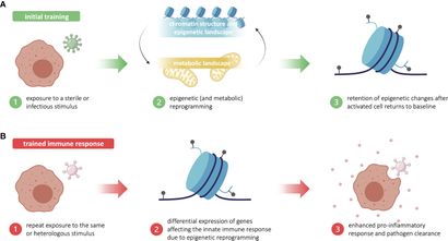 adaptive immunity armando